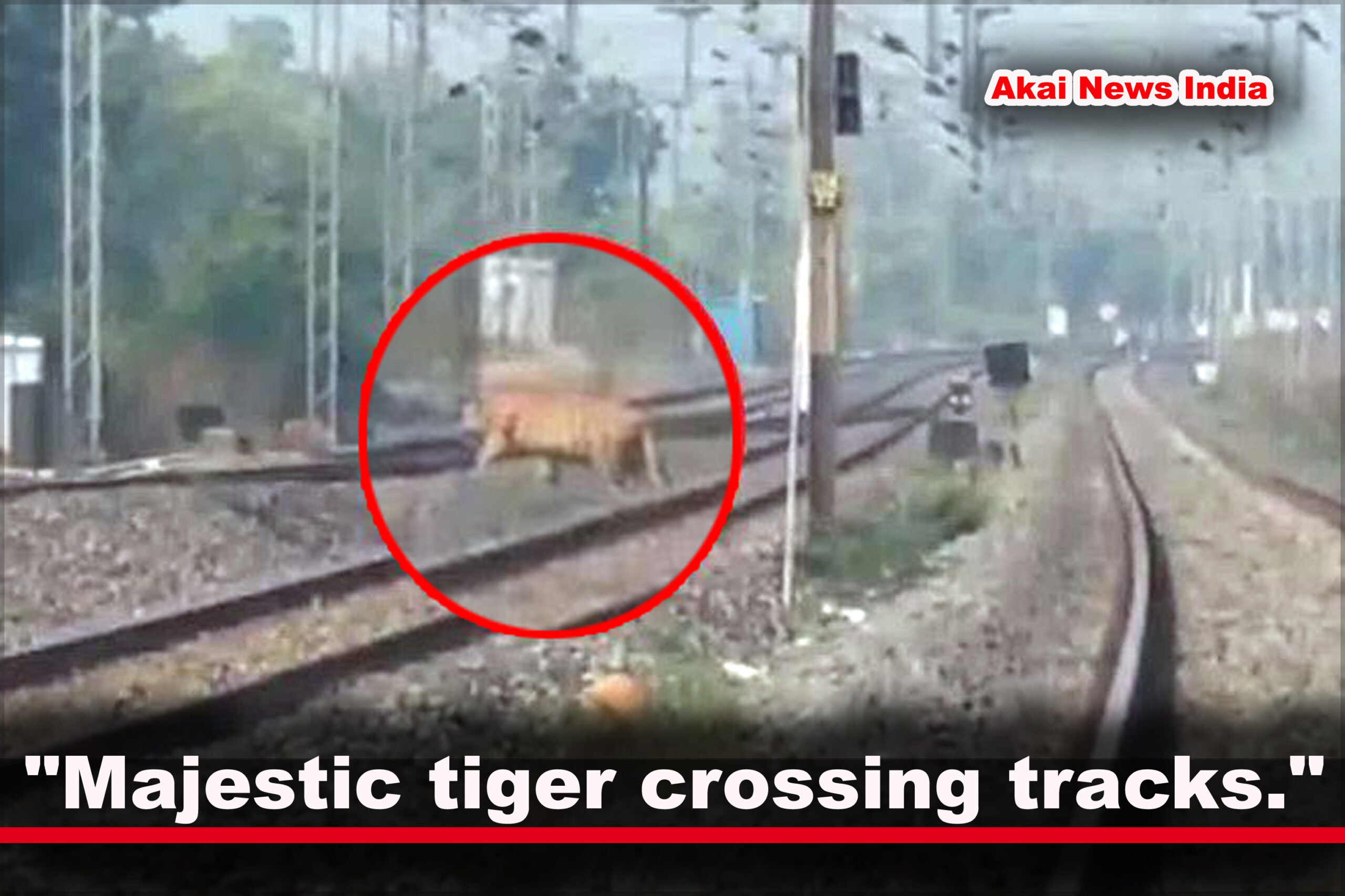 Watch: Tiger Spotted Crossing Railway Tracks in Maharashtra, Video Goes ...